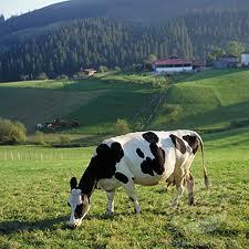 Botevgrad.com :: Общинската служба по земеделие приема заявленията за ...